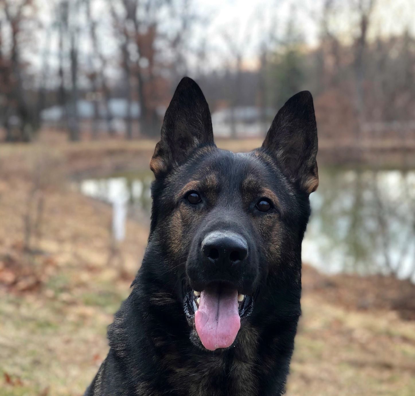 Dogs Retired from our Program | Von Goedehaus German Shepherds