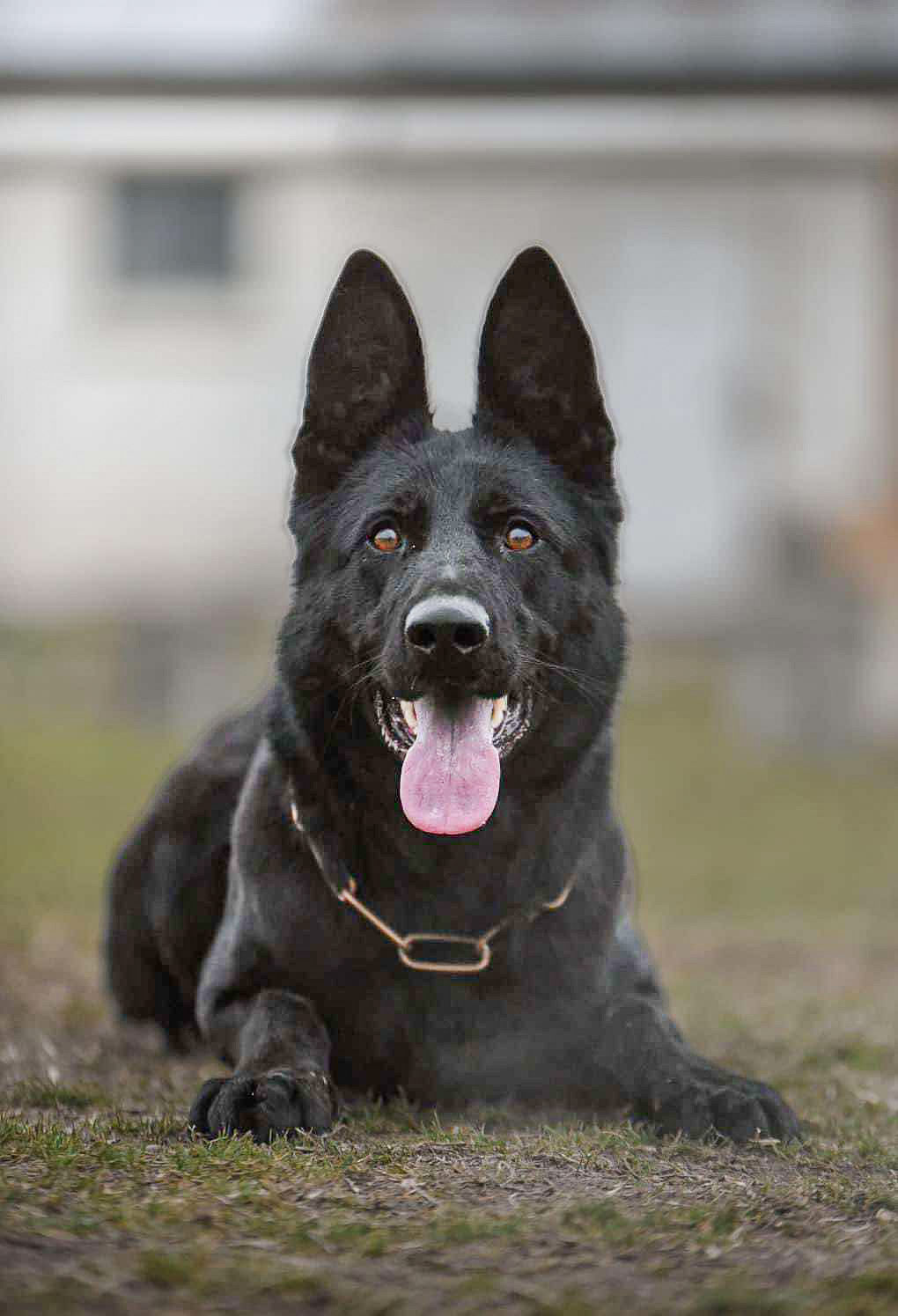 "Danny" Daenerys Omegas Legacy | Von Goedehaus German Shepherds